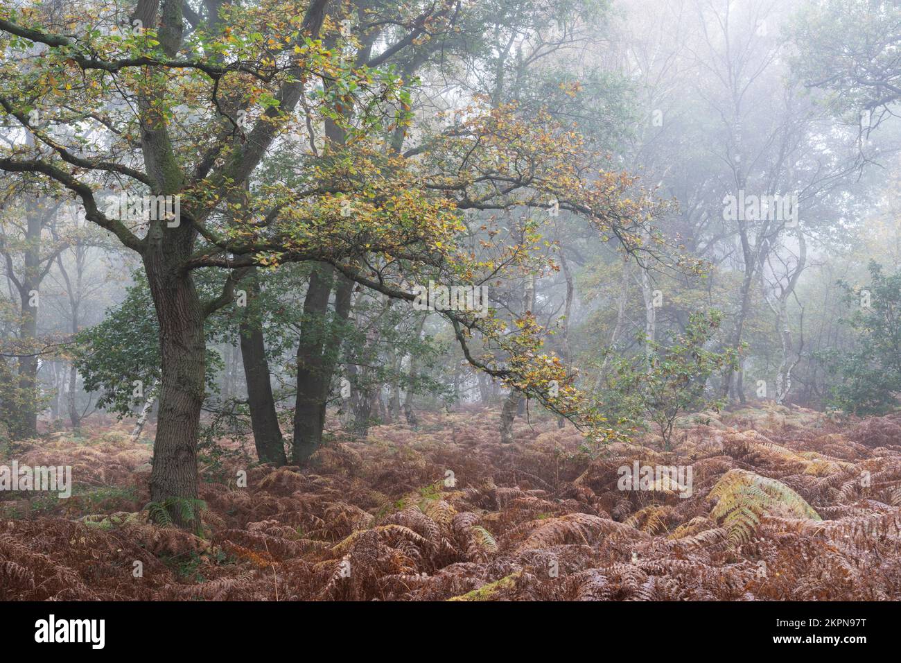 A landscape view of woodland with variety of tree species on a misty ...
