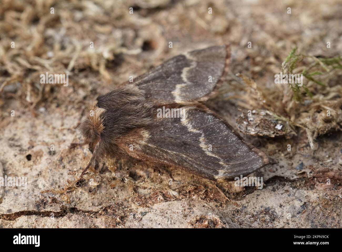 December moth hi-res stock photography and images - Alamy