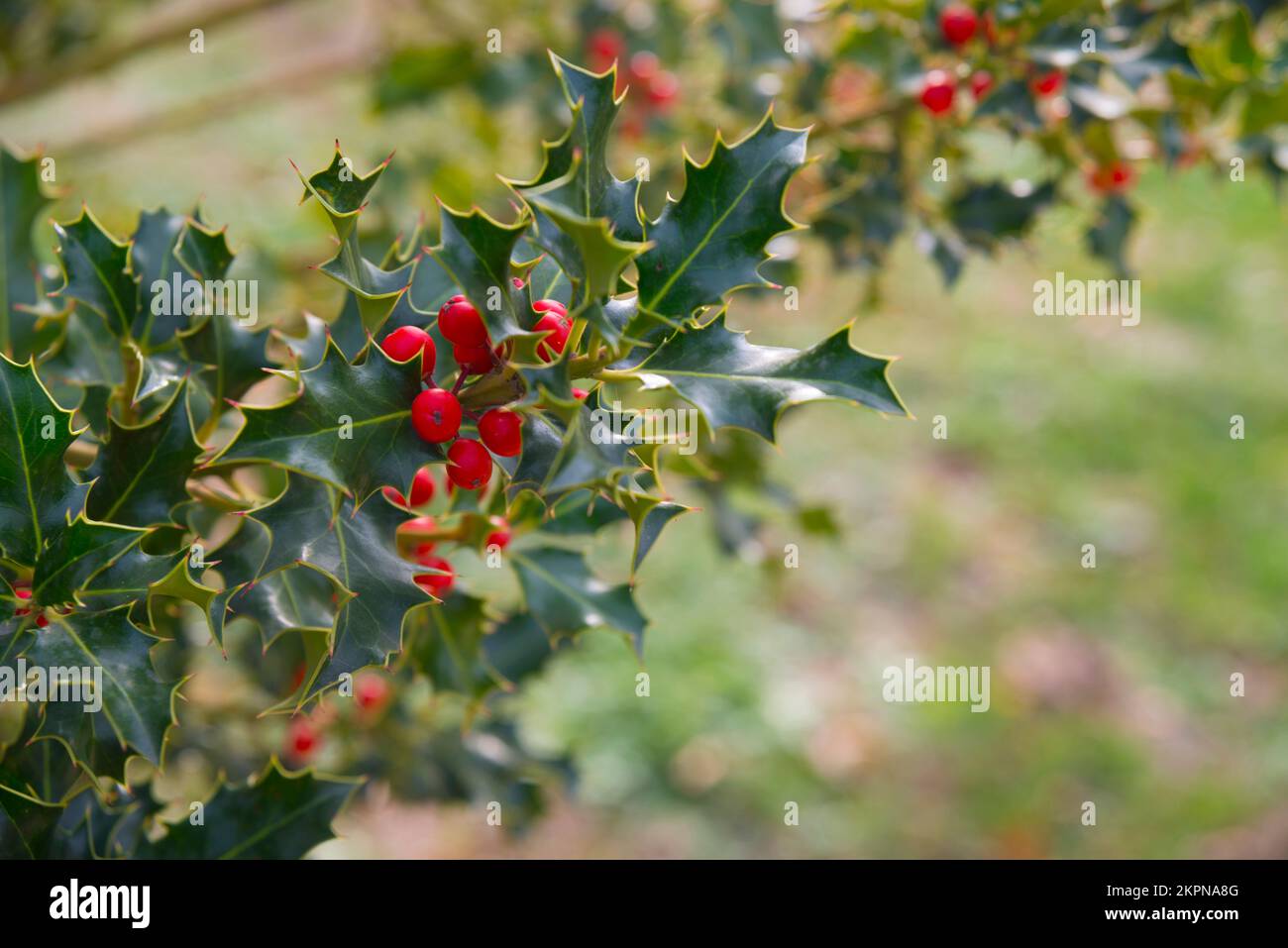 Tree branch nature plant arbol hi-res stock photography and images - Alamy