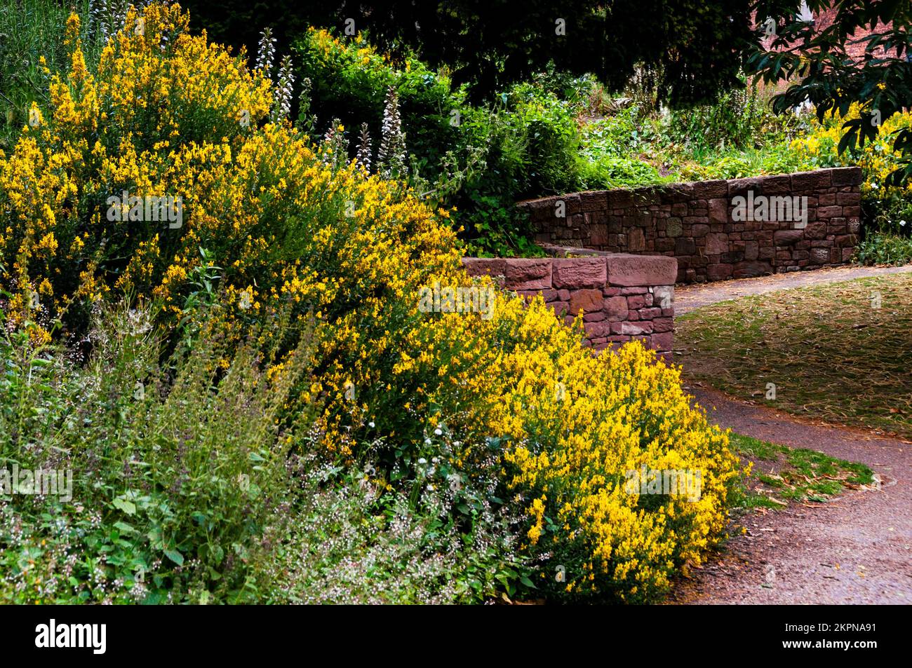 The Roman Garden in Chester England full of plants and ancient ...