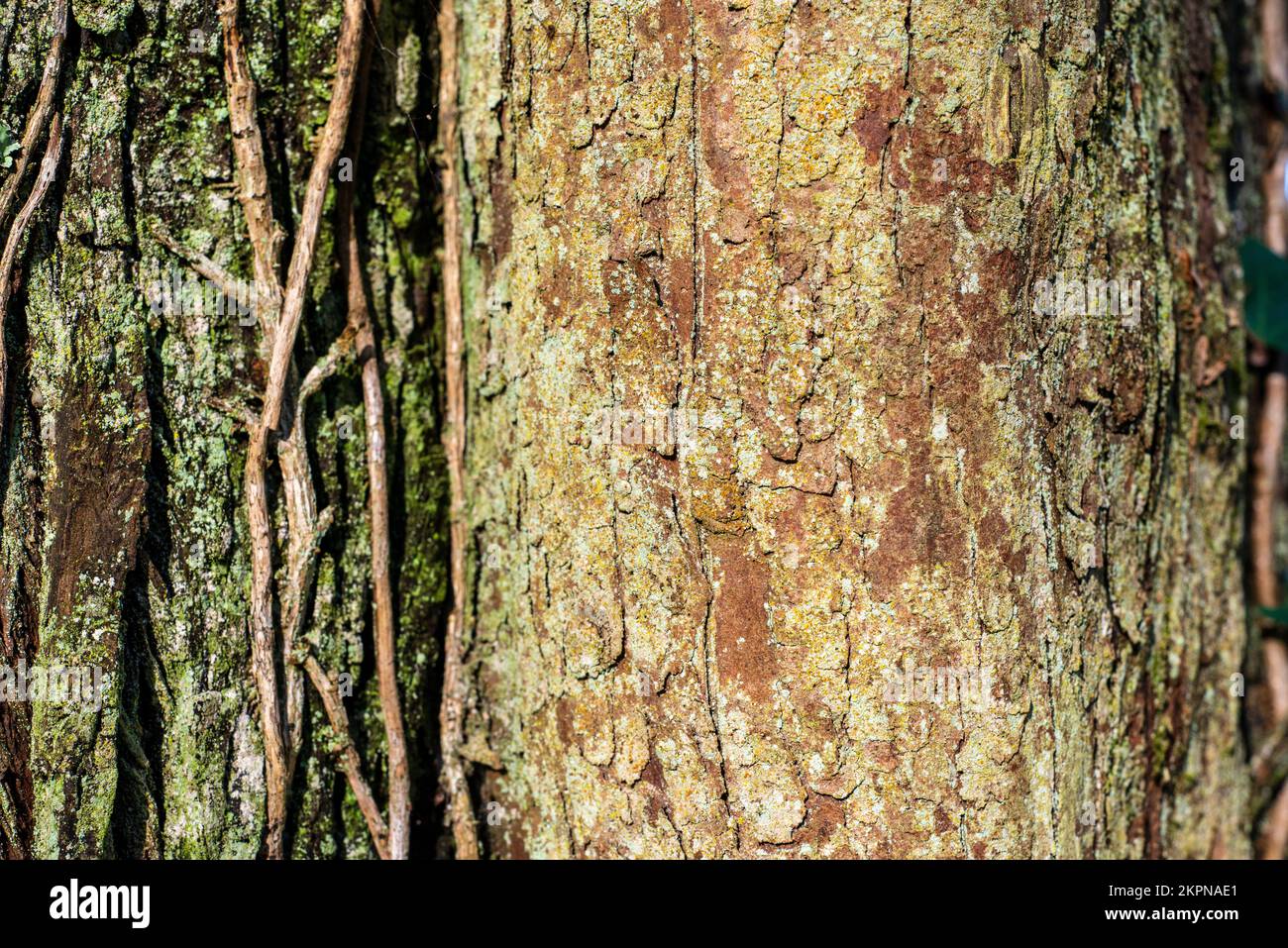 Bark of a tree with texture and details Stock Photo - Alamy