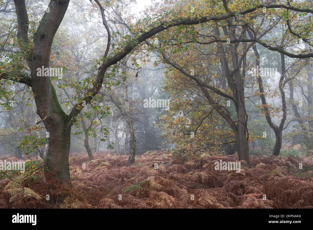 A landscape view of woodland with variety of tree species on a misty ...