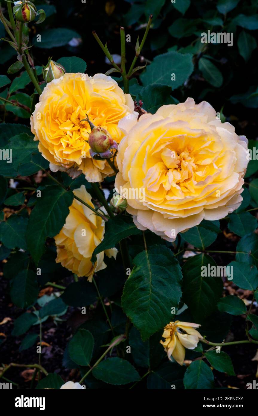 A symbol of friendshop, yellow English roses at the public garden in ...