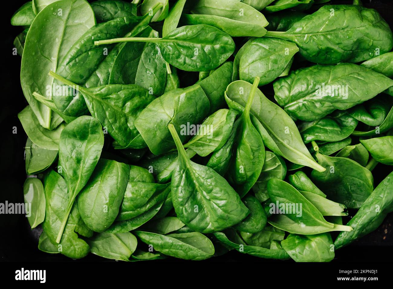 Fresh green baby spinach leaves close up Stock Photo - Alamy