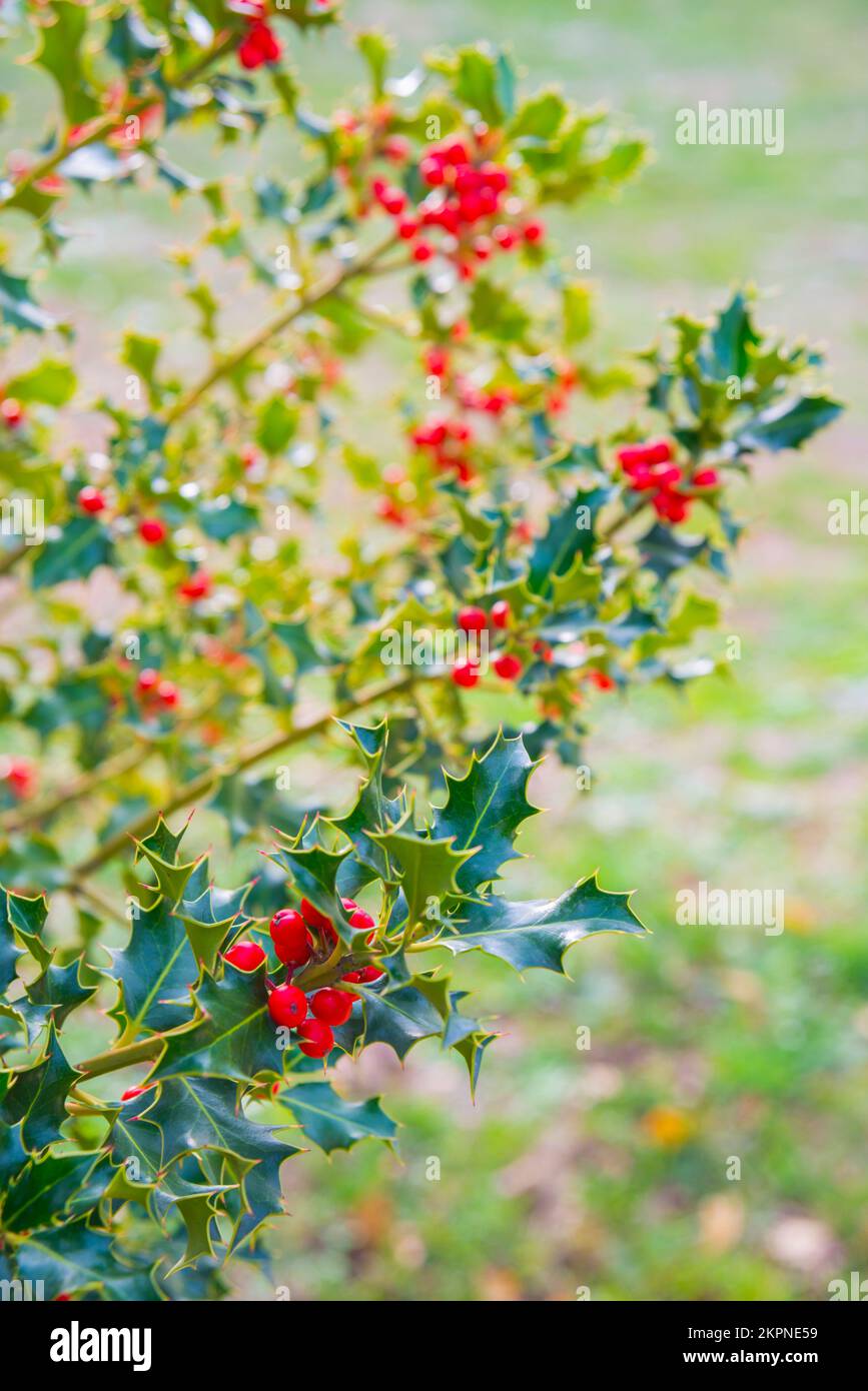 árbol plano hi-res stock photography and images - Alamy