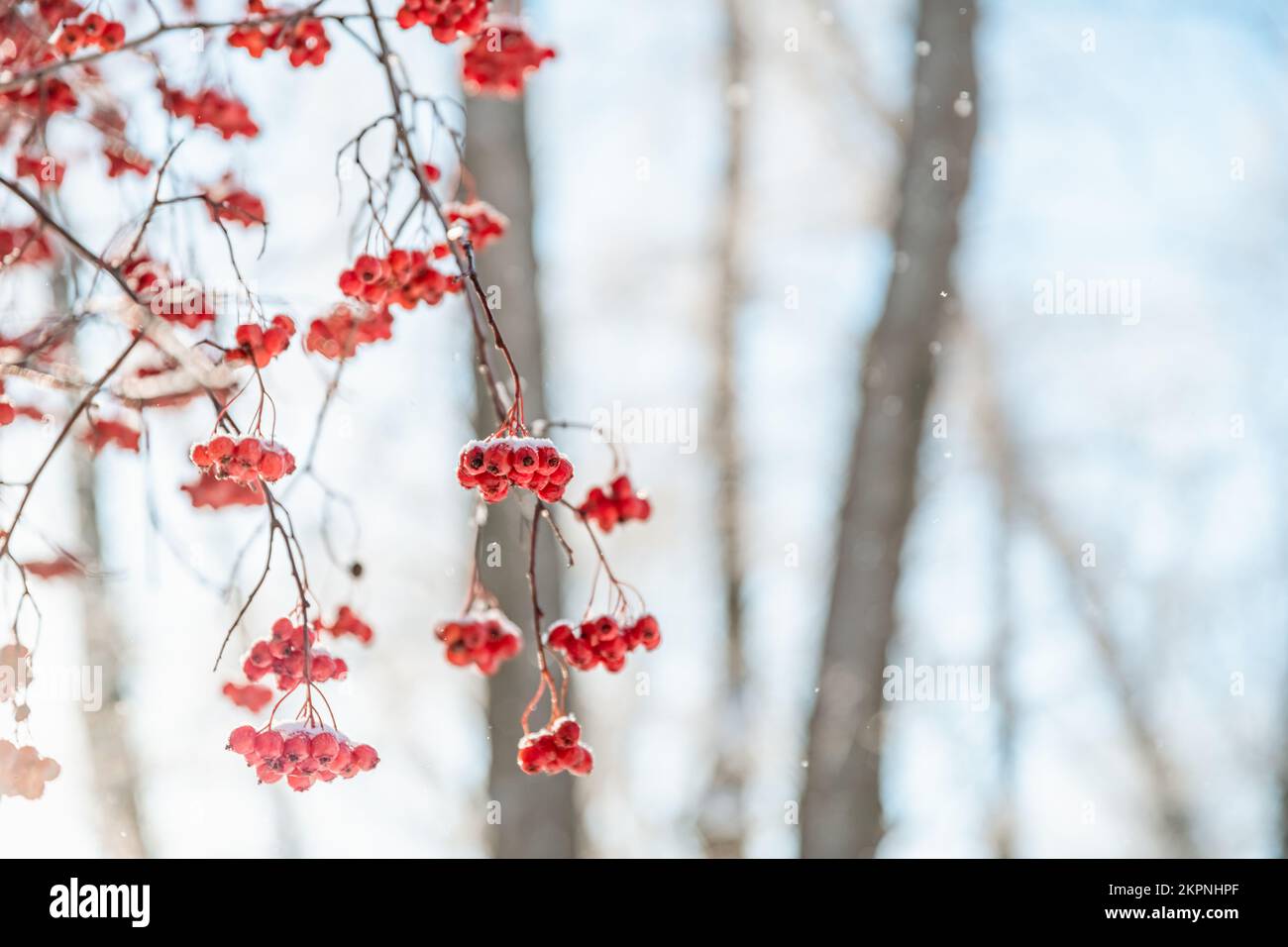 Rowan tree in snow, natural winter background. frozen branches with red ...