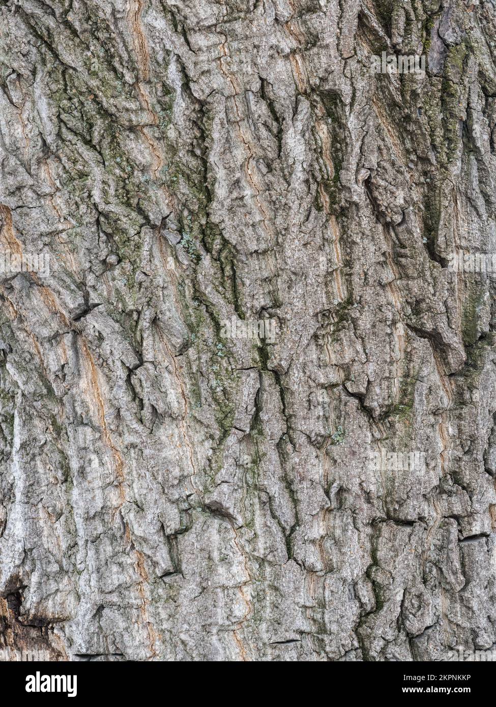 The texture of the bark of an old willow. Detailed bark texture ...