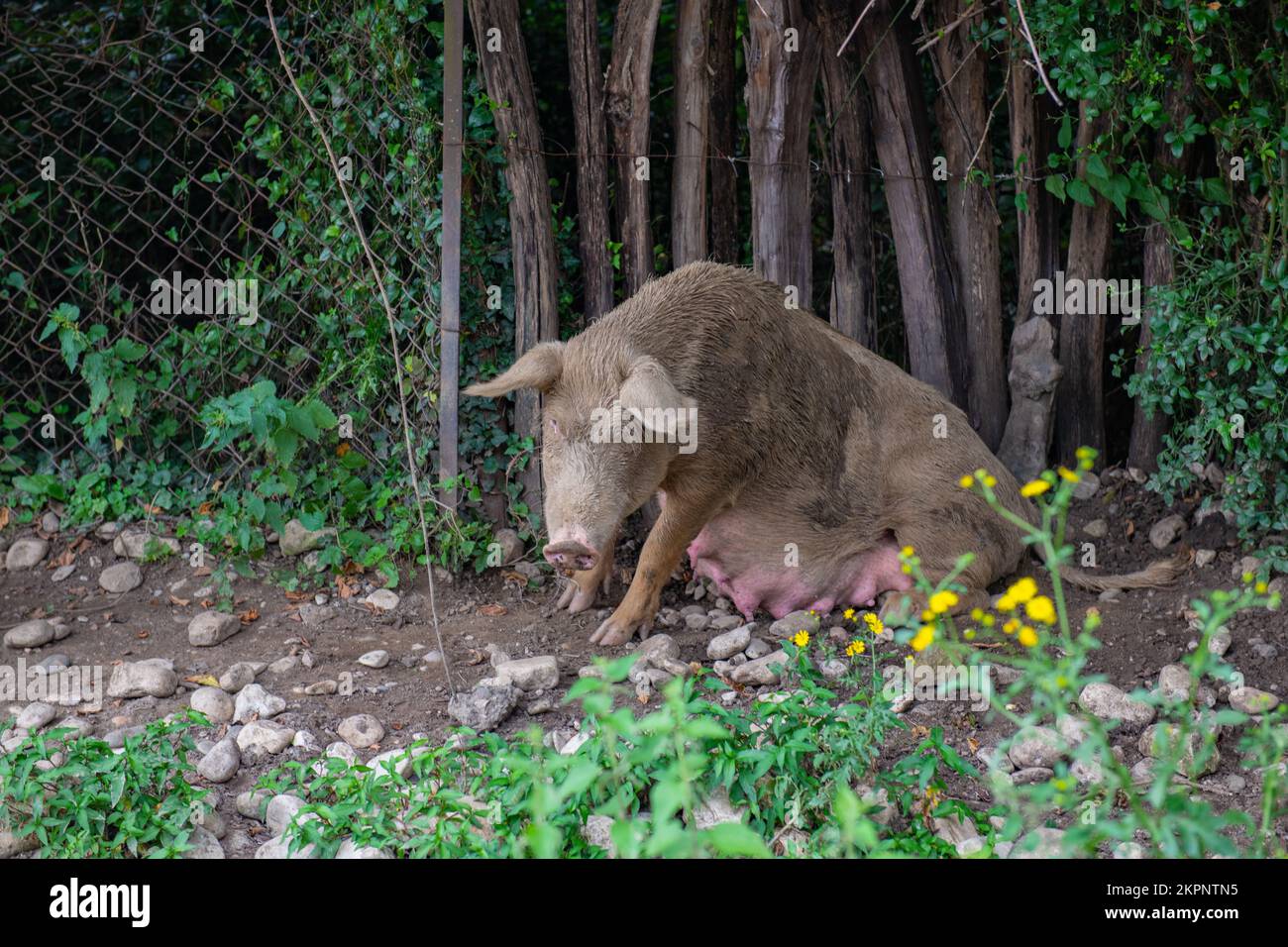Nap under the tree hi-res stock photography and images - Alamy