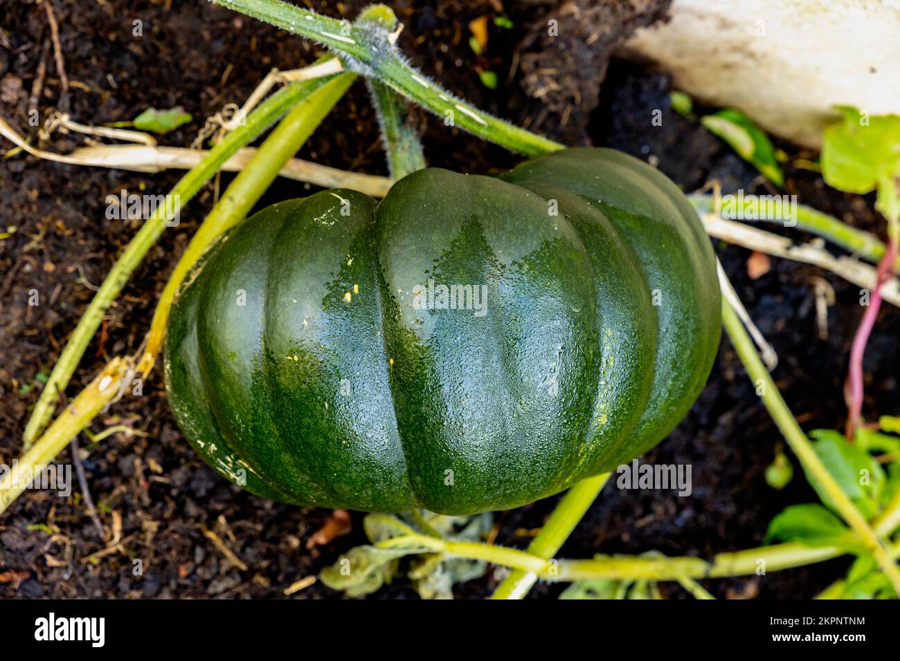 Butternut squash in the fall grown in an organic vegetable garden Stock ...