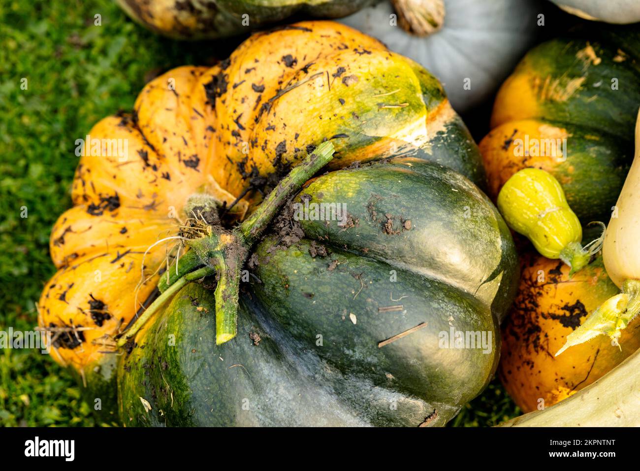 autumn harvest of various squash from the Cucurbitaceae family Stock ...