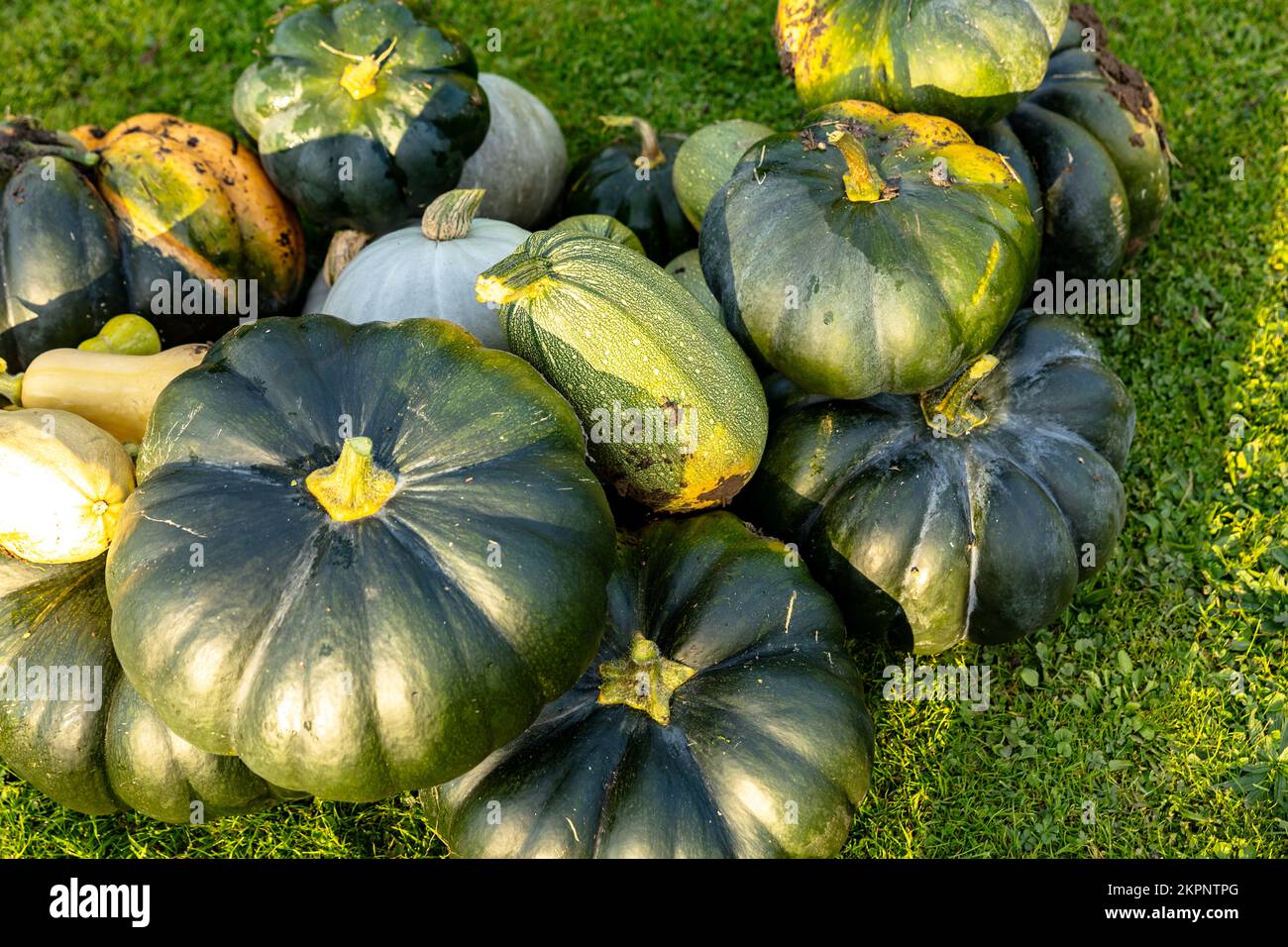 autumn harvest of various squash from the Cucurbitaceae family Stock ...