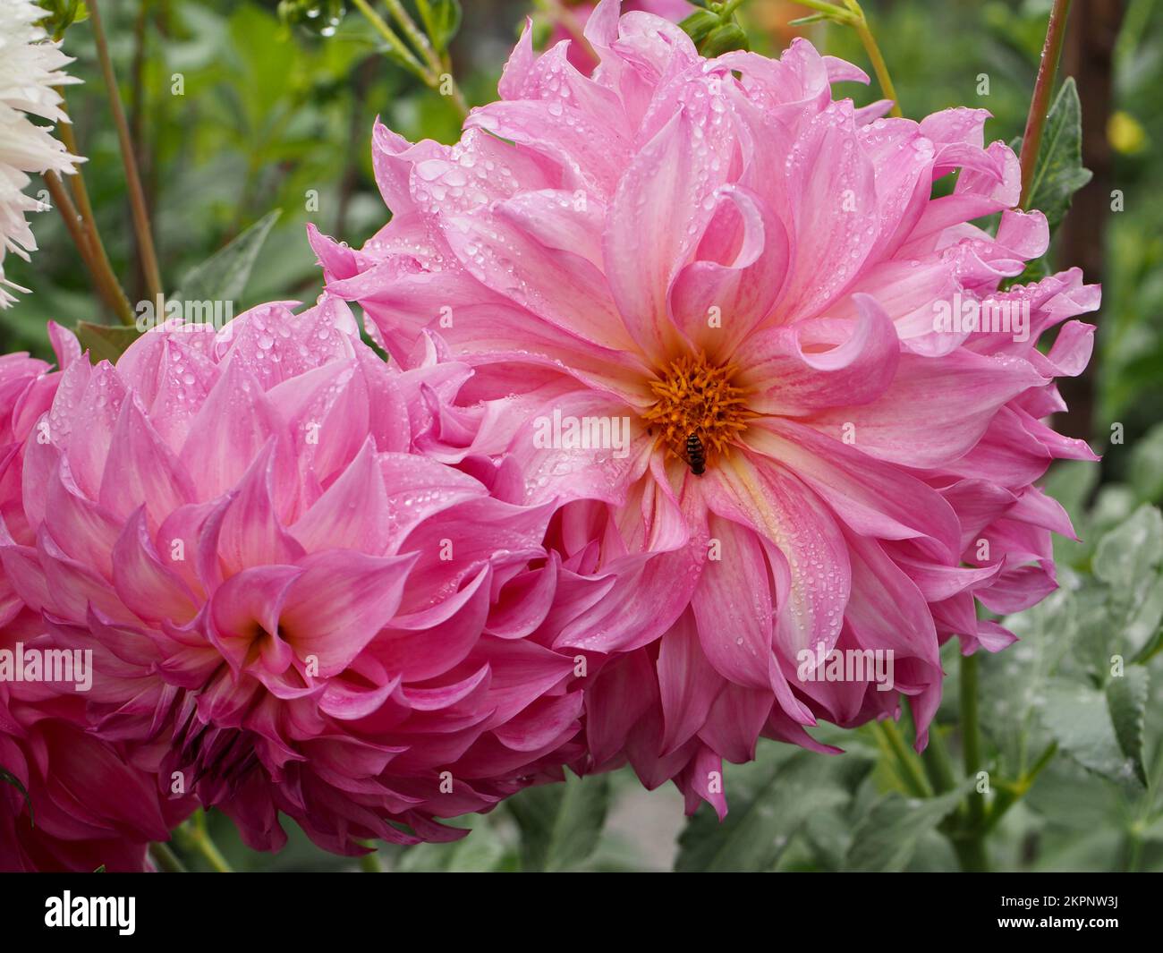 Dahlia flowers in the garden Stock Photo - Alamy