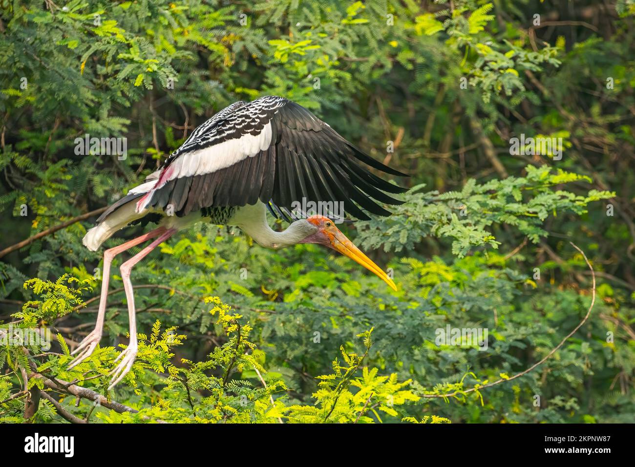 A painted stork after taking off Stock Photo - Alamy