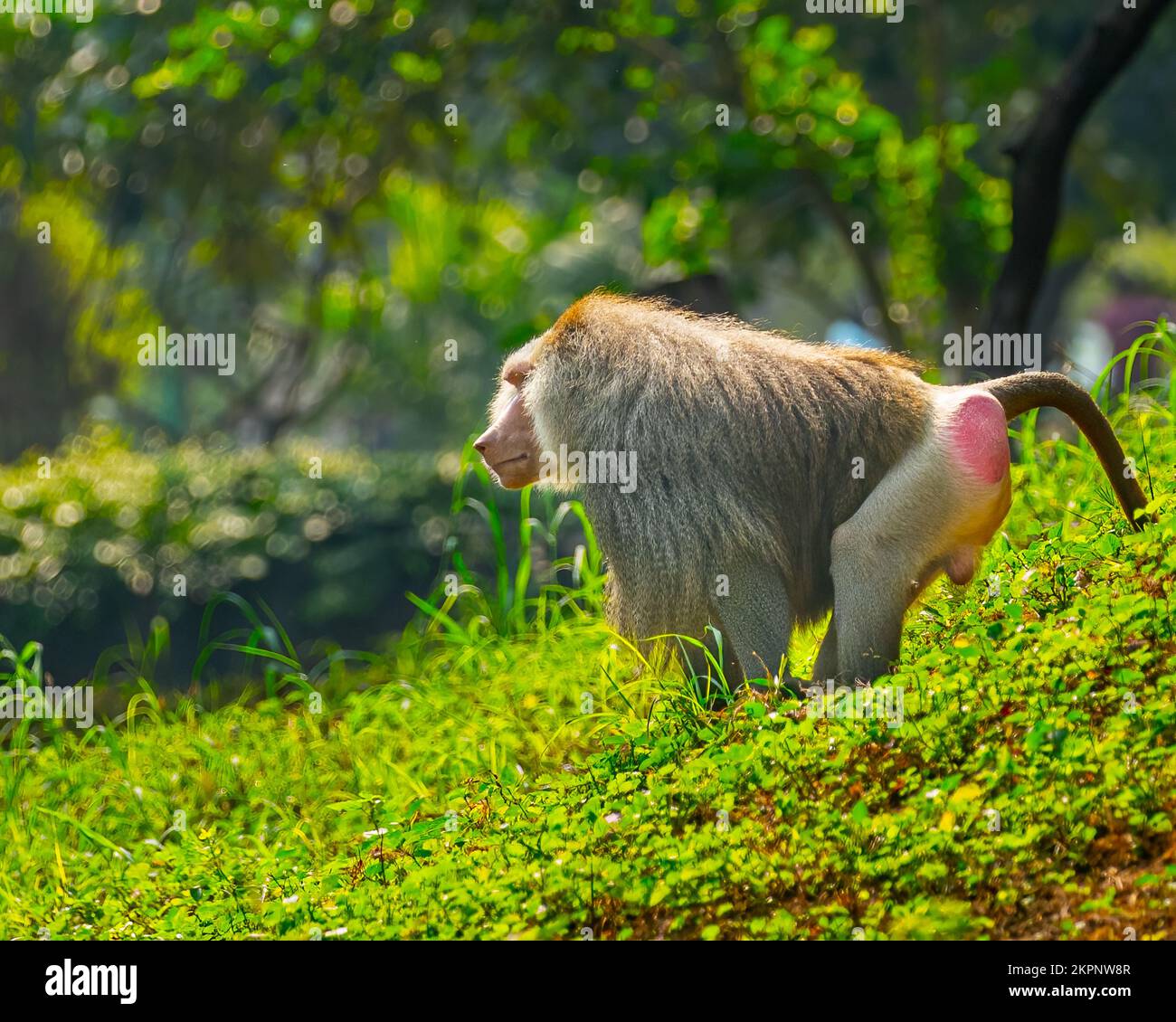 A Baboon with curly fur in ground Stock Photo - Alamy