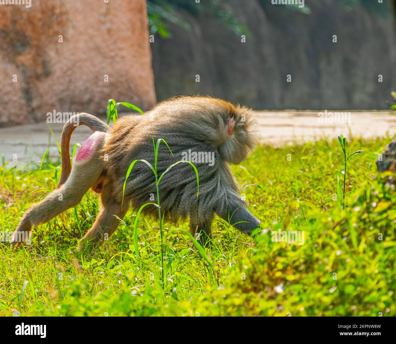 A Baboon running in the ground Stock Photo - Alamy
