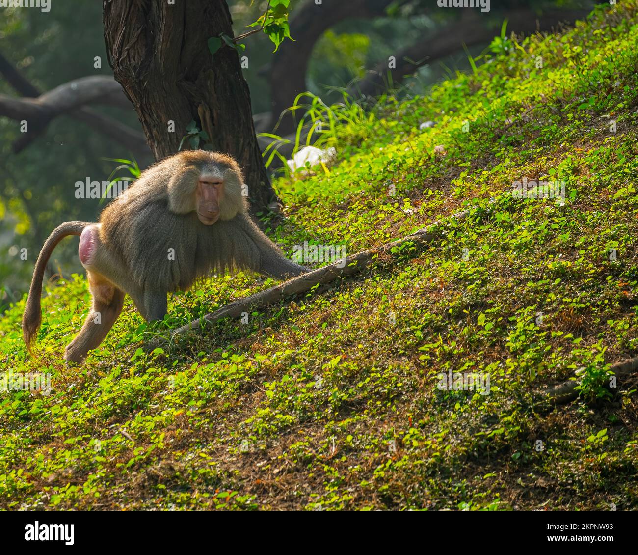 A Baboon running on a height to climb Stock Photo - Alamy
