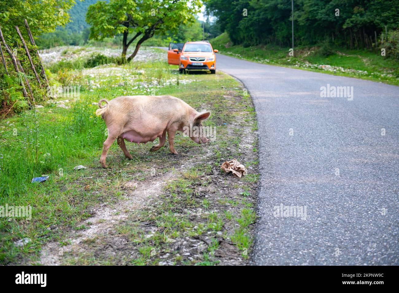 Huge boar hi-res stock photography and images - Alamy
