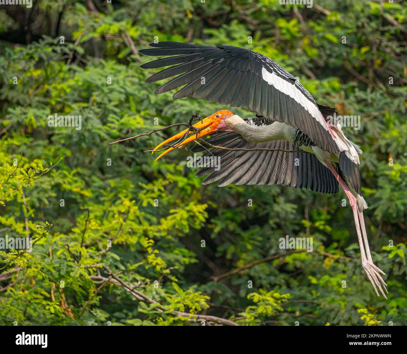 Stork with nesting material hi-res stock photography and images - Alamy