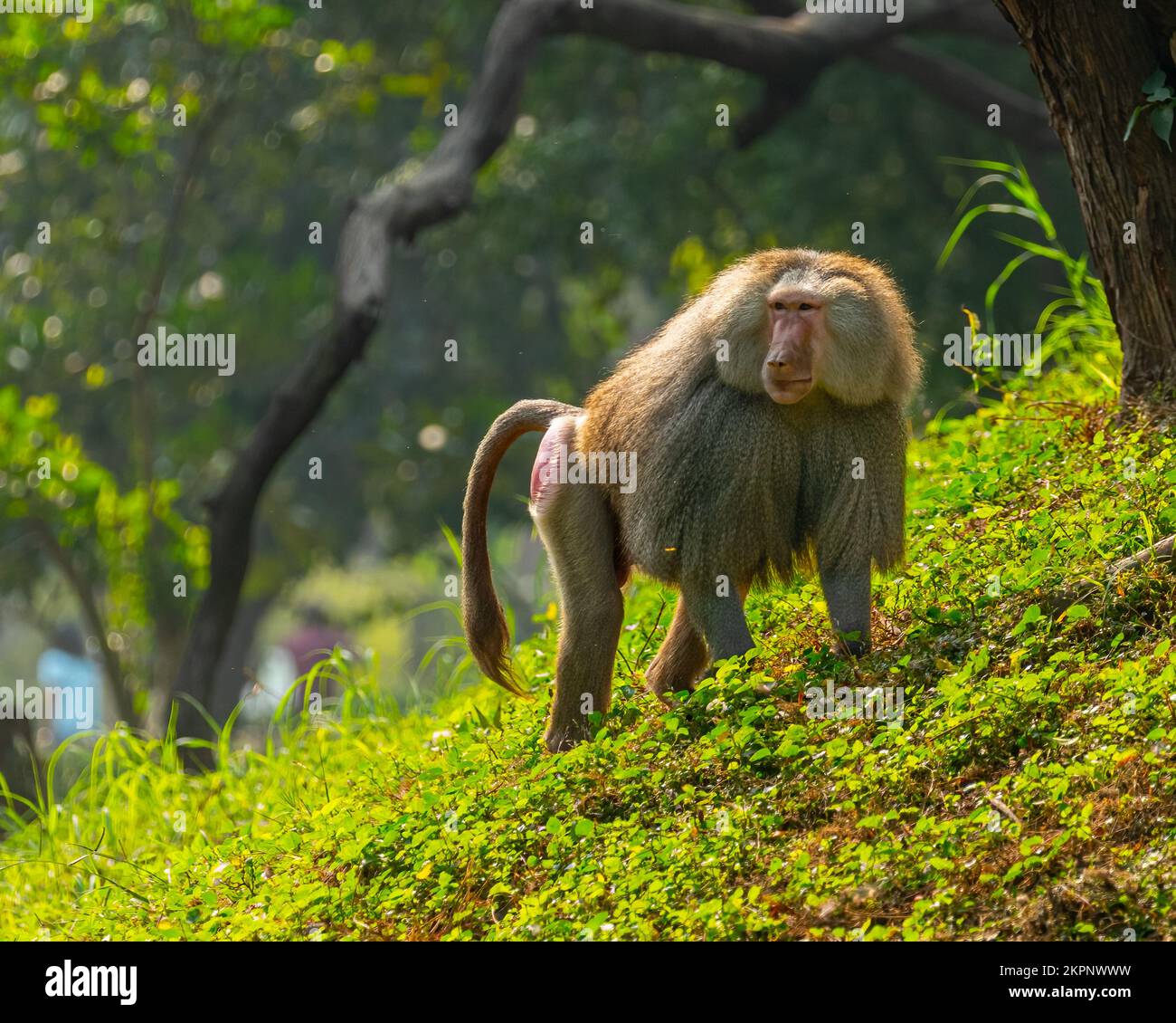 A Pink Face Baboon on a height Stock Photo - Alamy