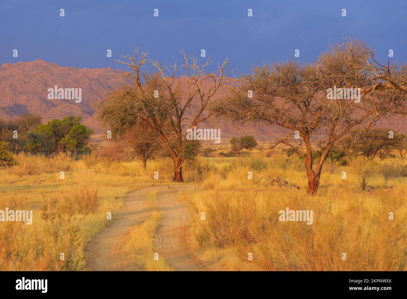 Namibian landscape. African savannah during beautiful sunset.Red ground ...