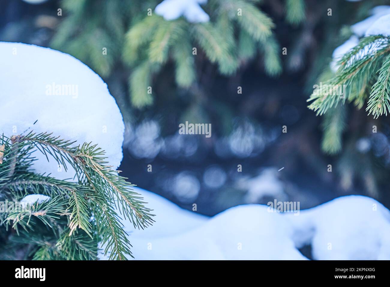 The branch of Christmas tree in close-up. Spruce in the snow in the ...