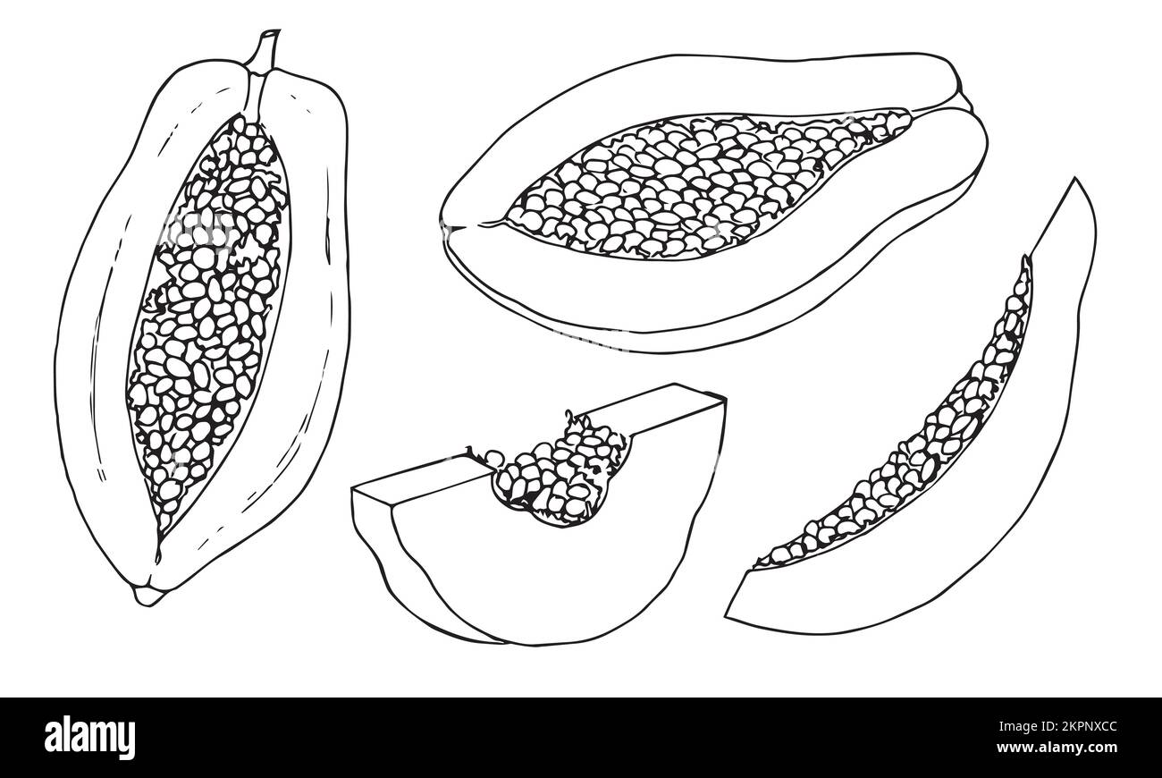 Vector Papaya fruit drawing. Hand drawn illustration of exotic tropical ...
