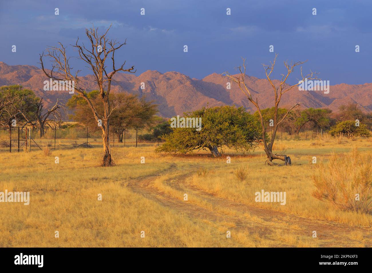 Namibian landscape. African savannah during beautiful sunset.Red ground ...