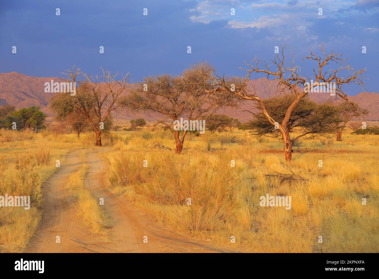 Namibian landscape. African savannah during beautiful sunset.Red ground ...