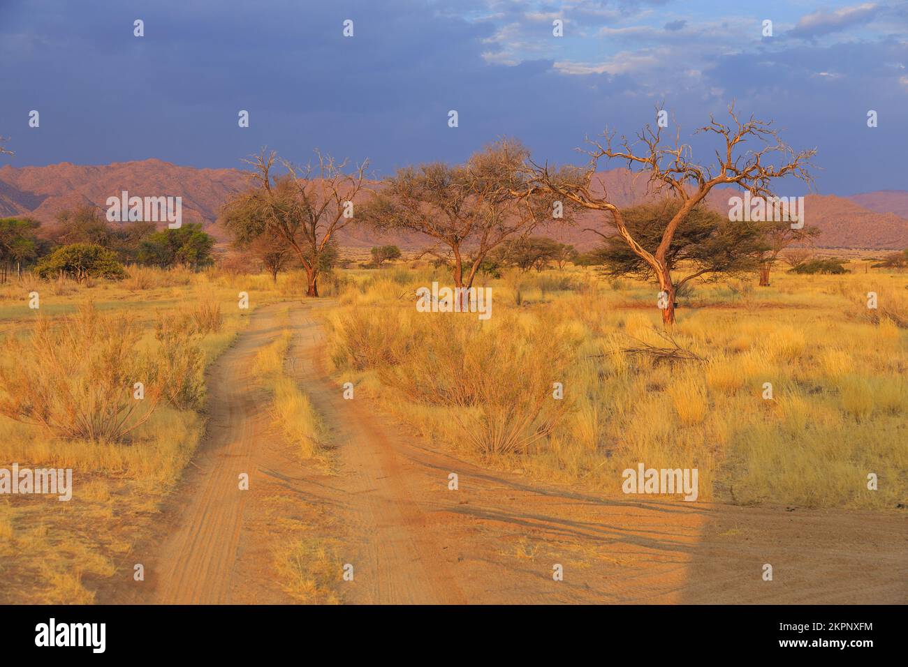 Namibian landscape. African savannah during beautiful sunset.Red ground ...