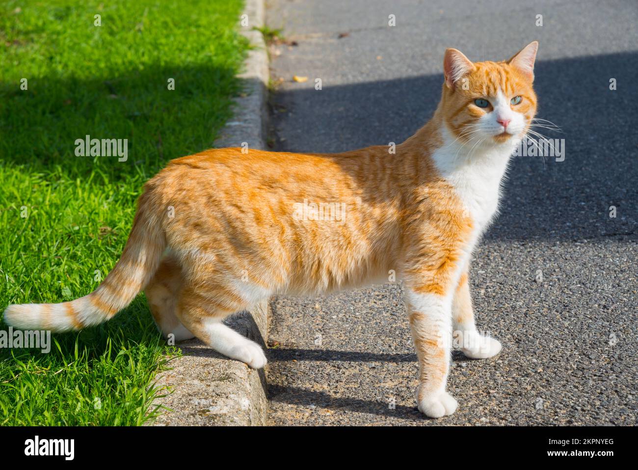 Tabby and white cat Stock Photo - Alamy