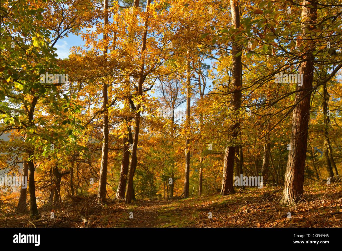 vosges mountains late november, fog in the valley of alsace Stock Photo ...