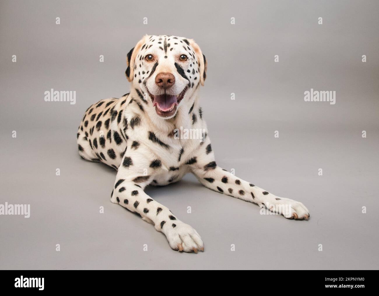 Portrait of a labrador retriever dog painted to look like a cheetah ...