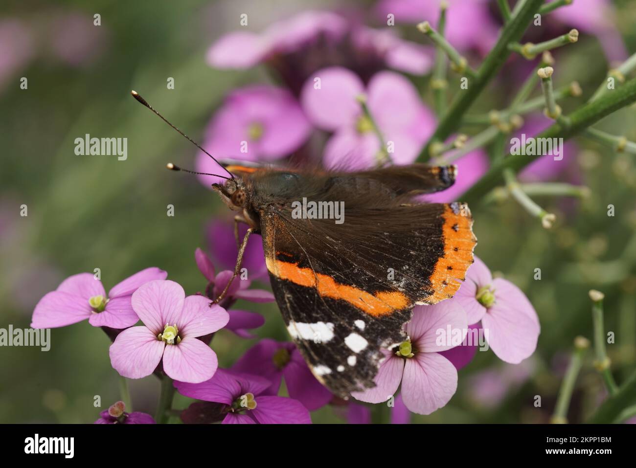 Buttefly wings hi-res stock photography and images - Alamy