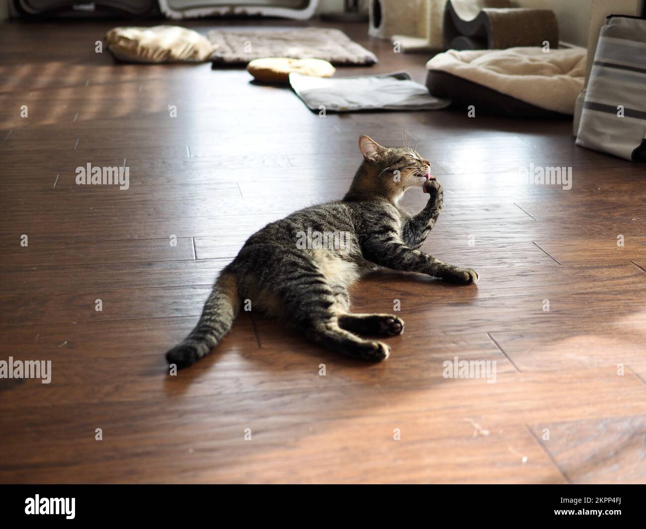Morphy the tabby Stock Photo - Alamy