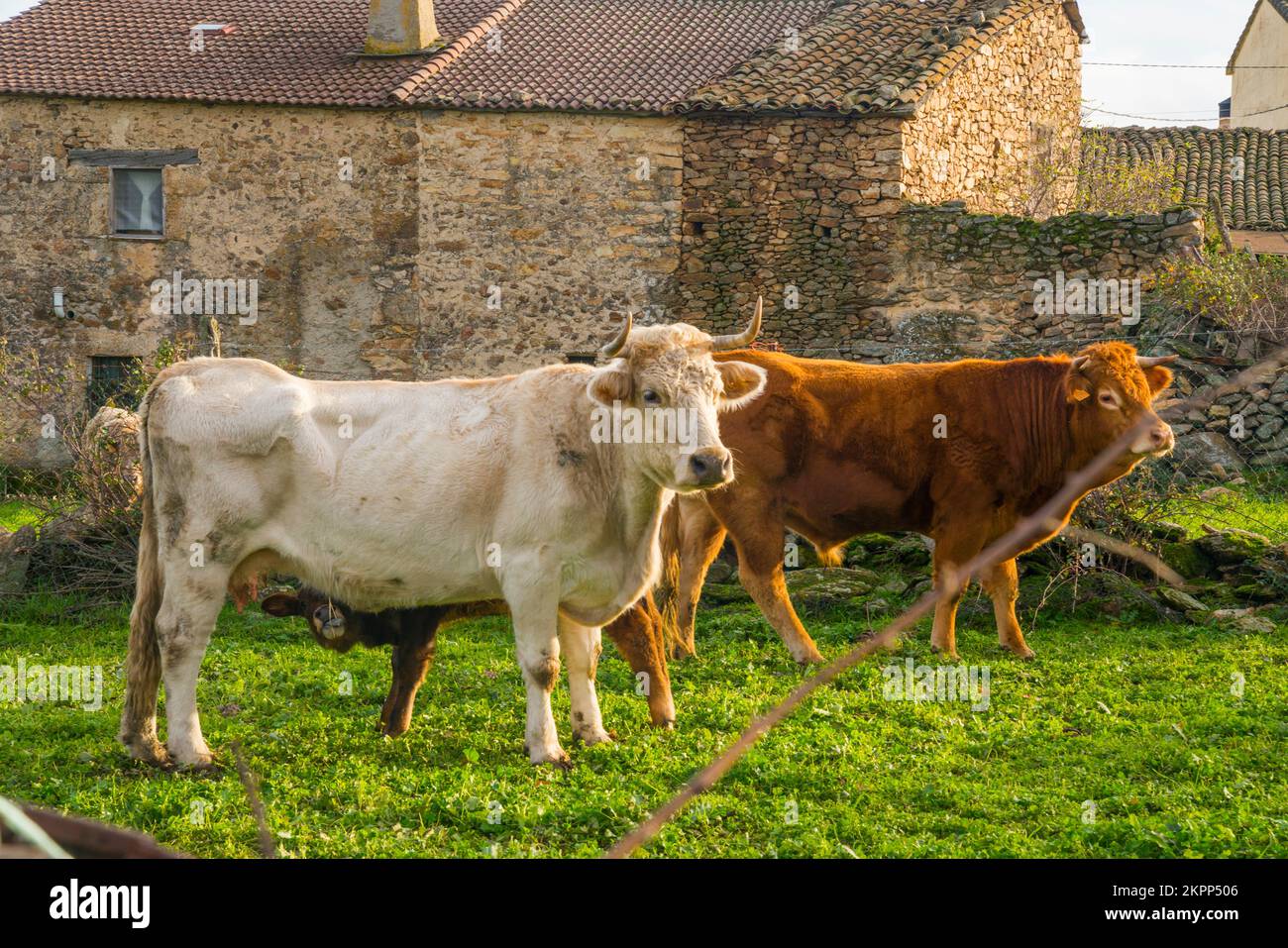 The calf ternero hi-res stock photography and images - Alamy