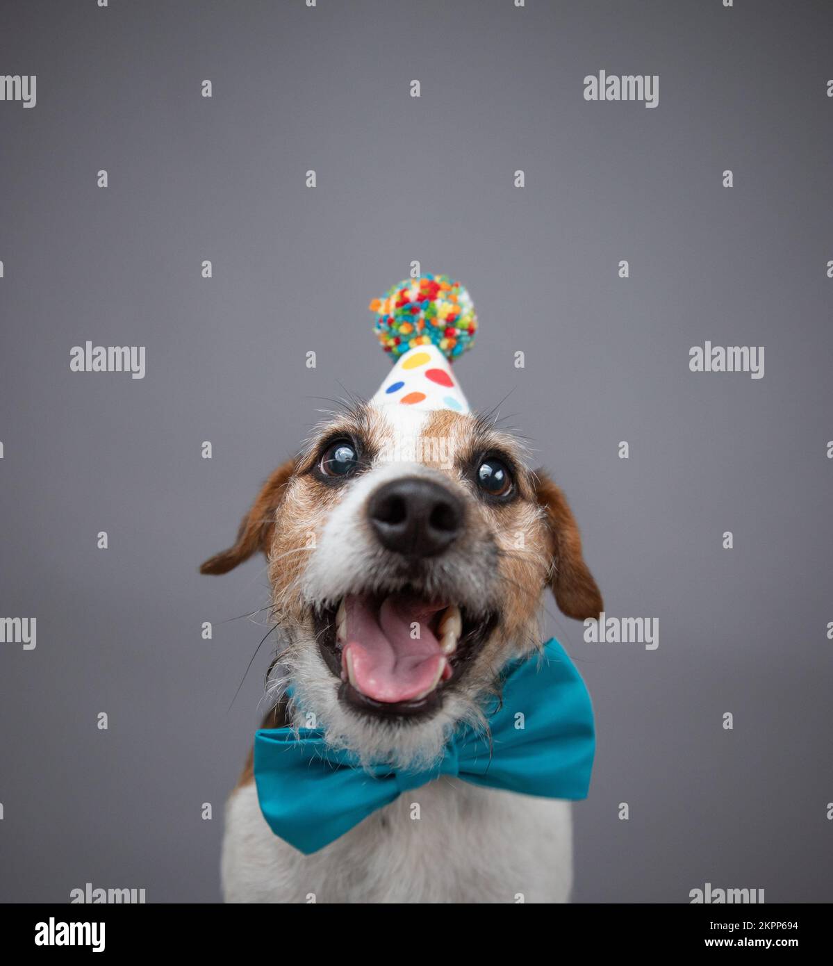 Jack russell hat hi-res stock photography and images - Alamy