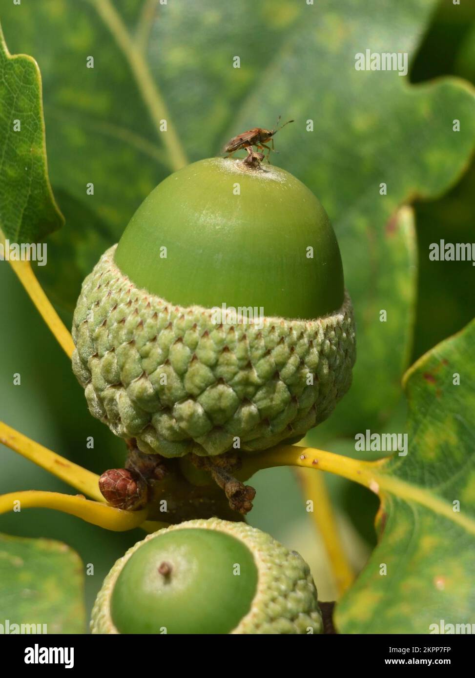 Acorn worm hi-res stock photography and images - Alamy
