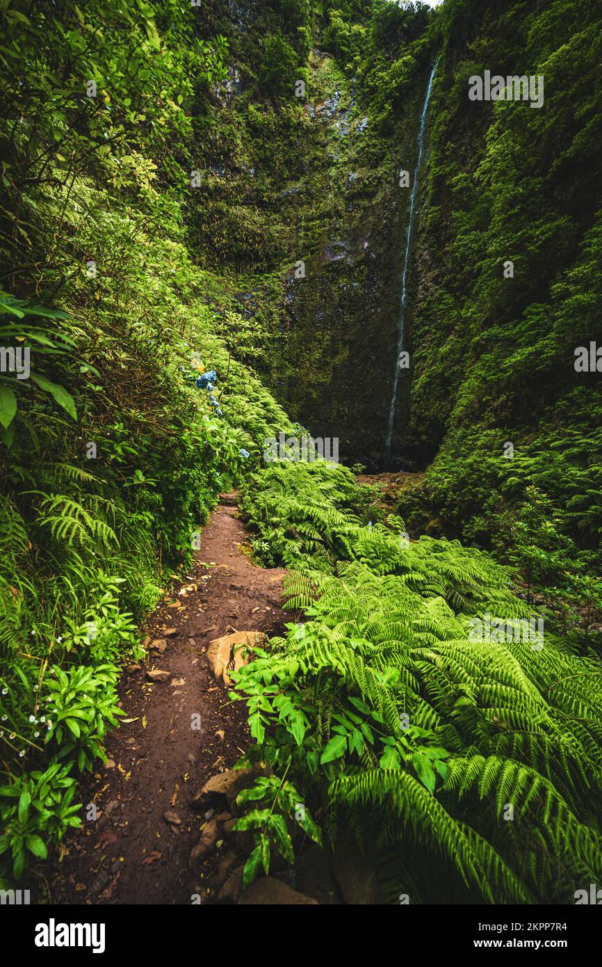 Ferny path hi-res stock photography and images - Alamy