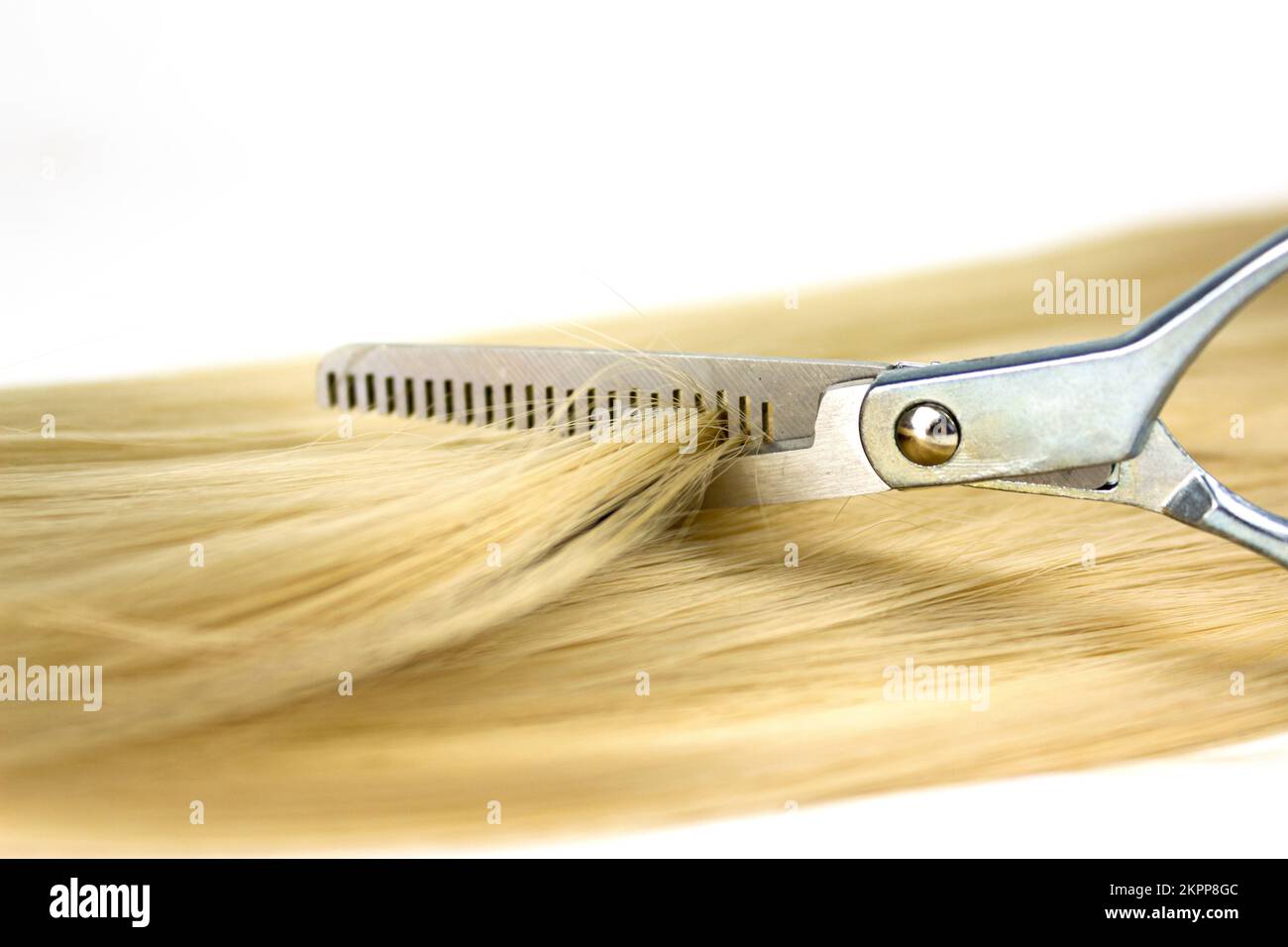 Shiny blond hair and hair cutting shears Hairdresser's scissors on ...