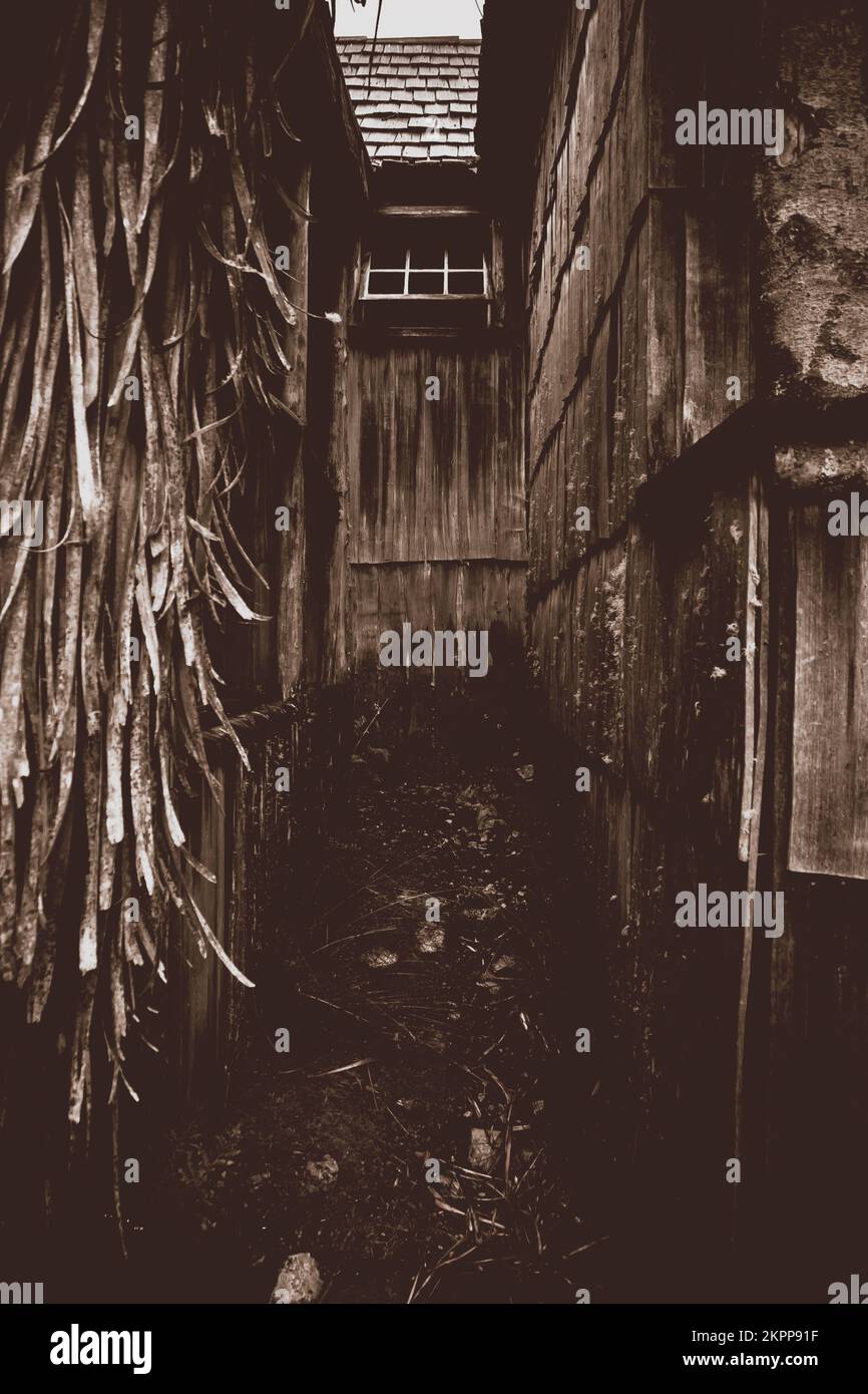 Haunting sepia photograph of an eerie garden out the back of an early ...