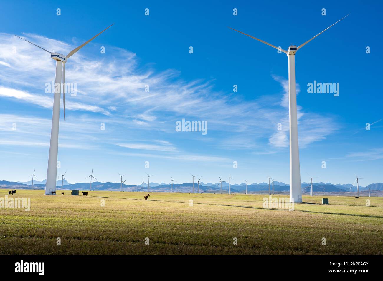 Windmills on Canadian prairie fields with cattle grazing neat Pincher ...