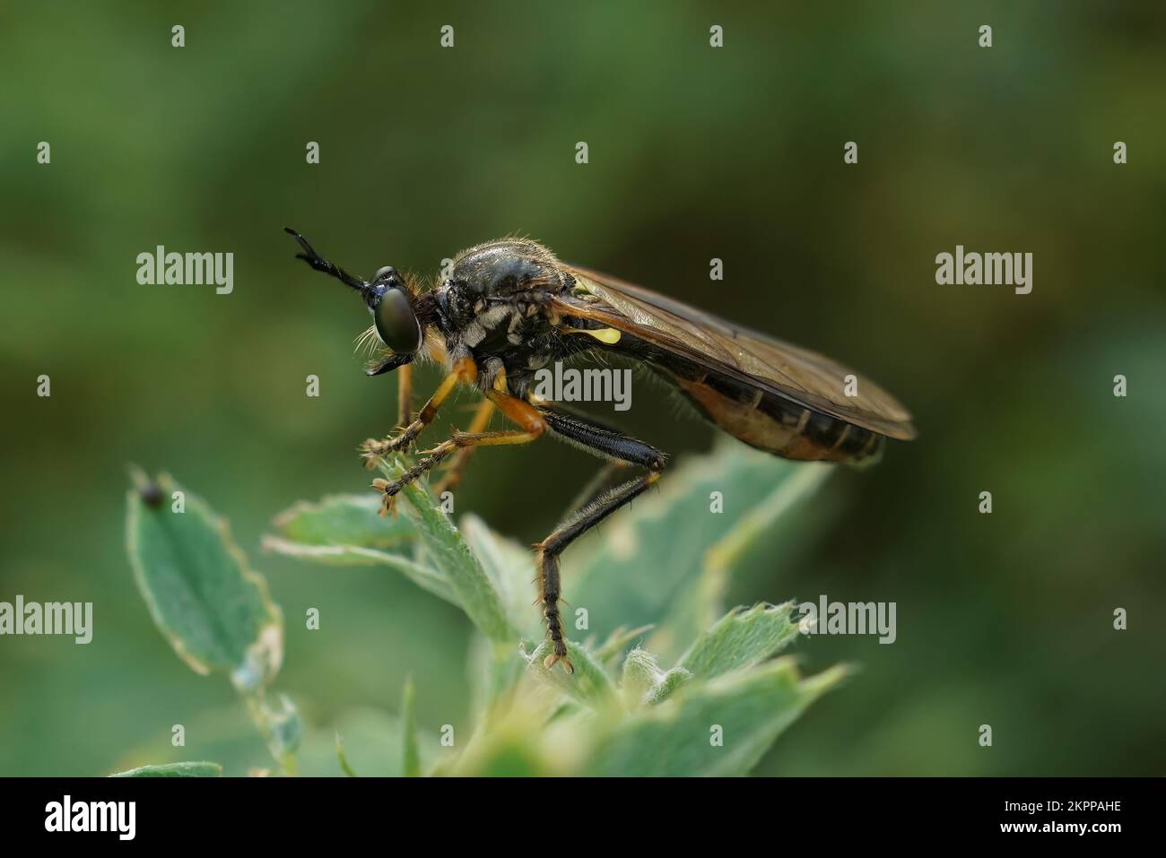 Natural closeup on the common red-legged robberfly, Dioctria rufipes ...