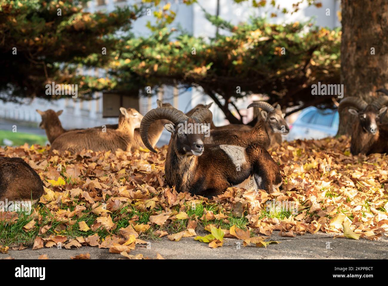 Muflons resting on leaves in the area of the IKEM hospital in Prague ...