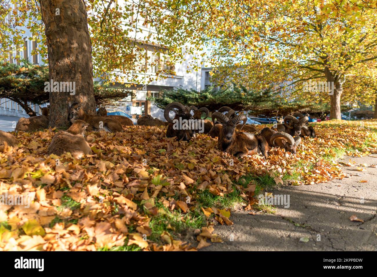 Muflons resting on leaves in the area of the IKEM hospital in Prague ...