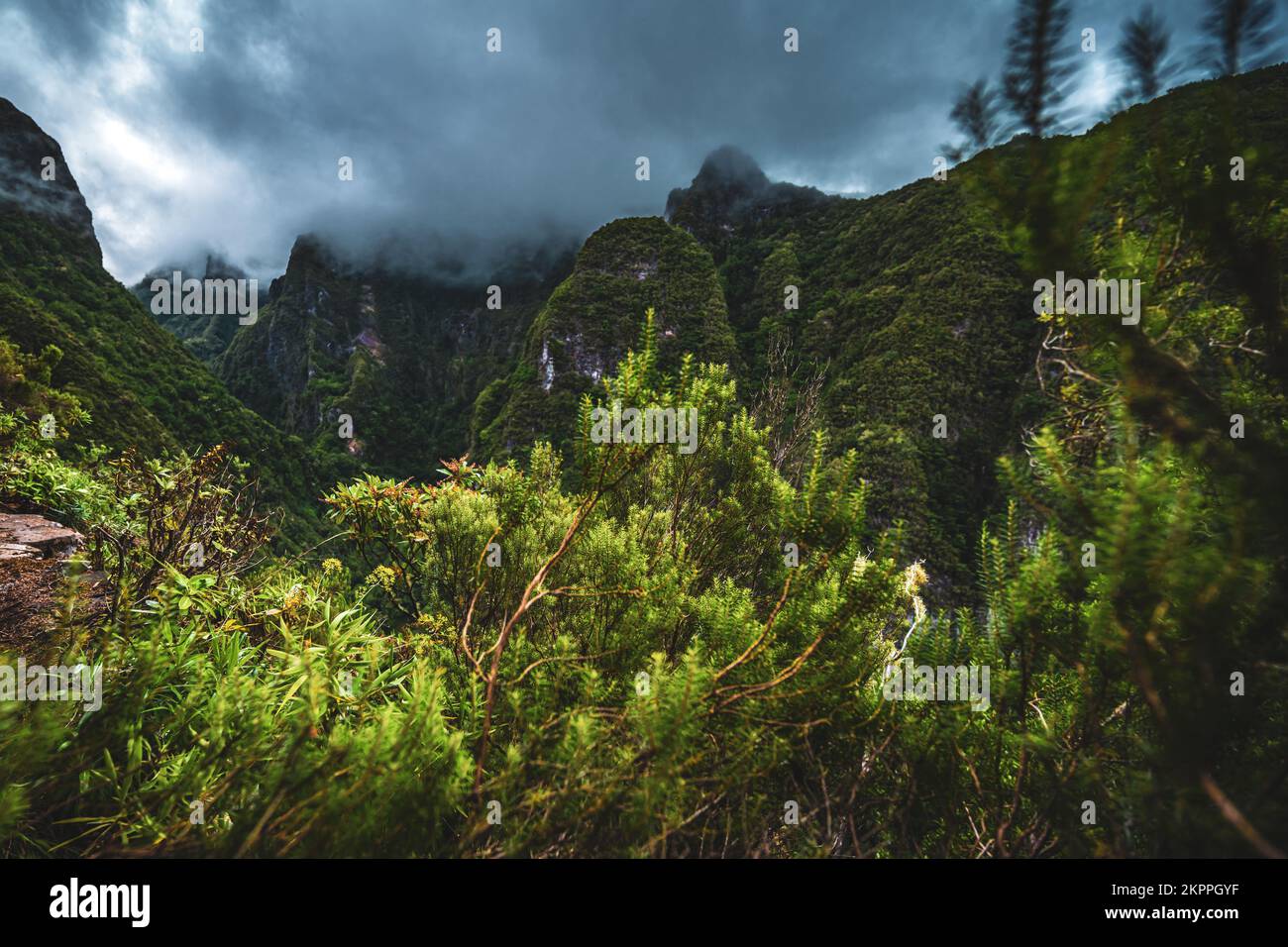 Description: Mystical atmosphere on the adventurous cliff jungle trail ...