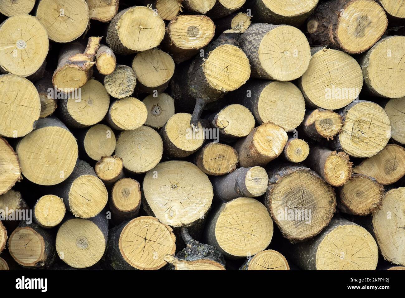 Ends of logs background hi-res stock photography and images - Alamy