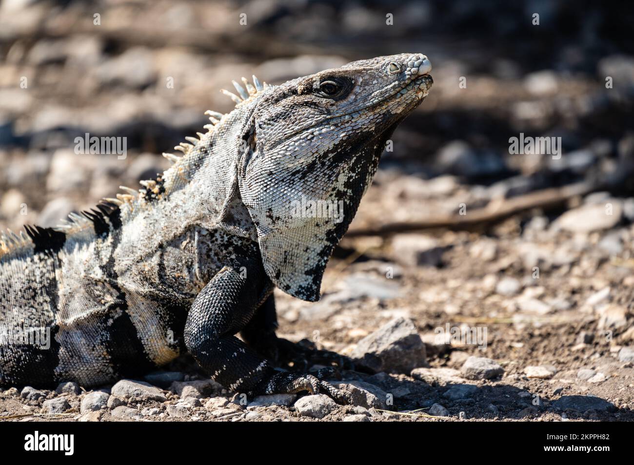 Black Iguana (Ctenosaura similis), Tulum Mexico Stock Photo - Alamy