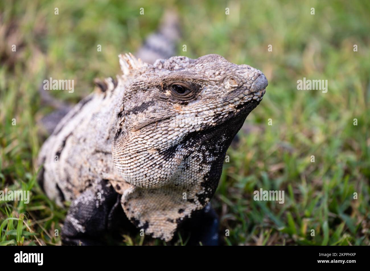 Black Iguana (Ctenosaura similis), Tulum Mexico Stock Photo - Alamy