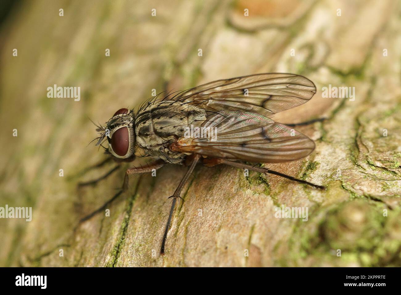Outdoor closeup on a Muscid fly, Phaonia fuscata , sitting on wood ...