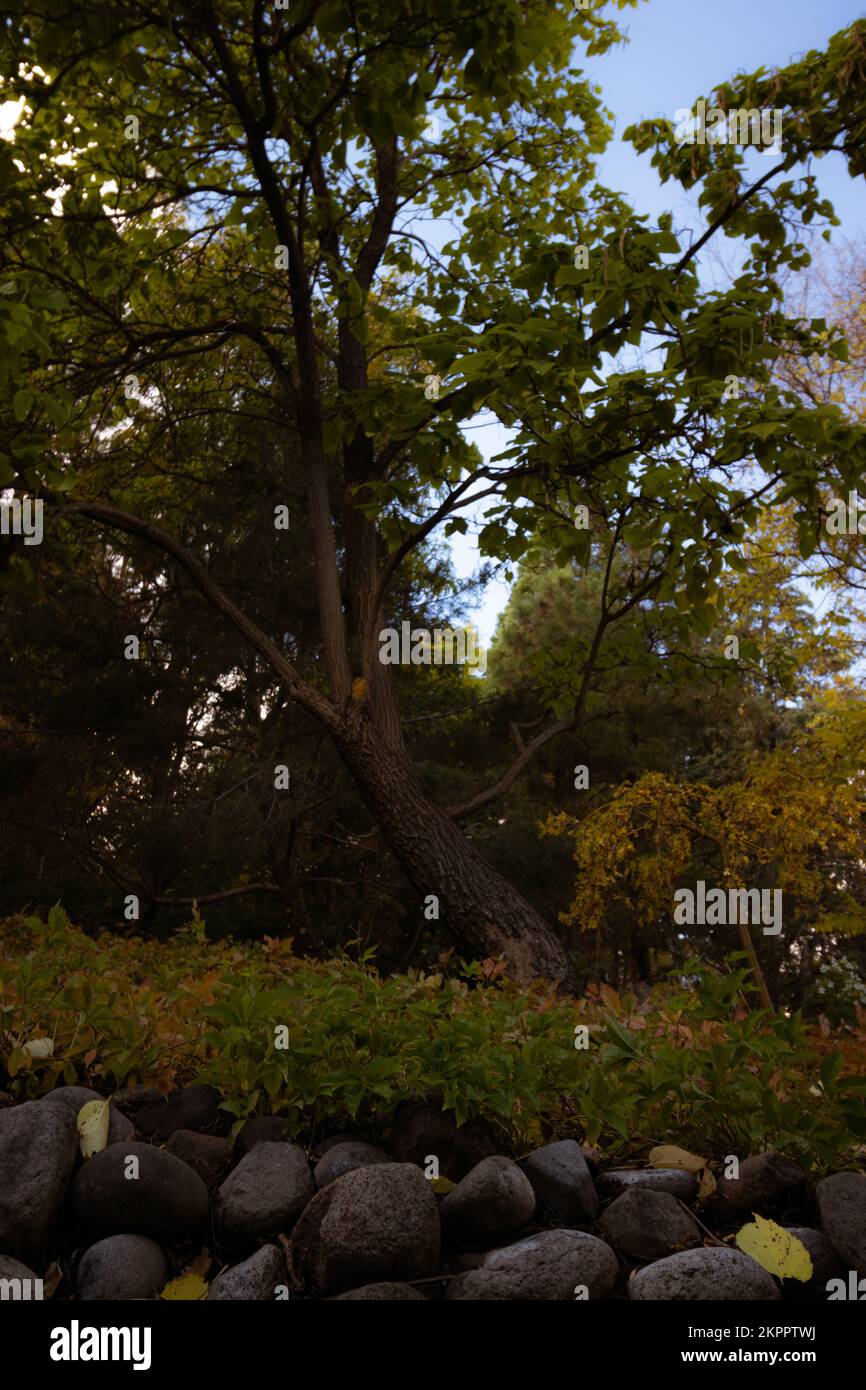 Large Tree in the Forest Stock Photo - Alamy